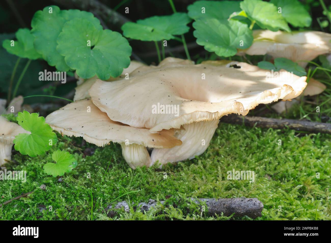 Branching Oyster (Pleurotus cornucopiae), grows on the trunk of a ...