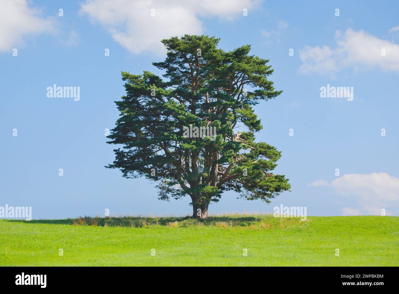 Baum groß sommer hi-res stock photography and images - Alamy