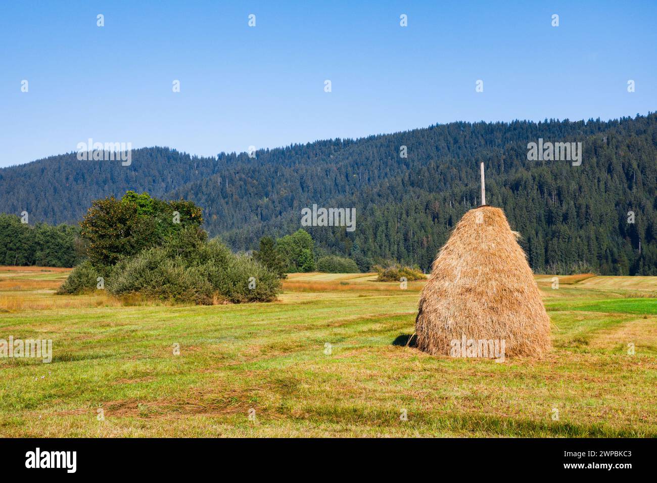 Traditional haystack 'Triste' in the Rothenthurm high moor, Switzerland ...