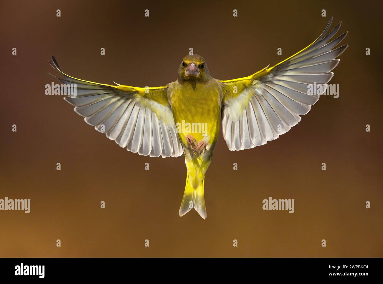 western greenfinch, European greenfinch; greenfinch (Carduelis chloris ...