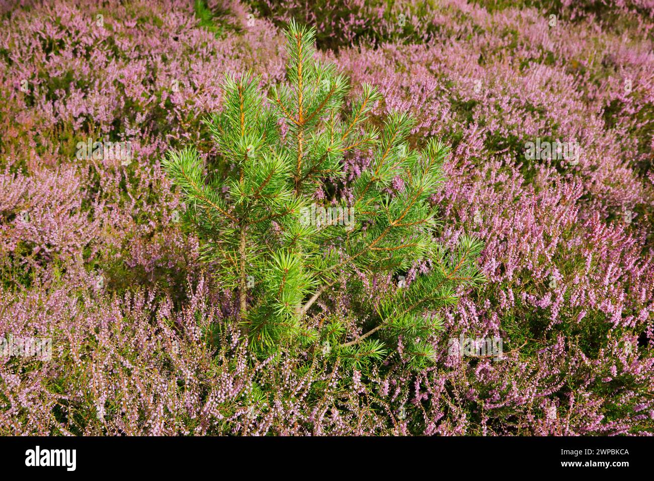 Scotch pine, Scots pine (Pinus sylvestris var. scotica), Young Scots ...