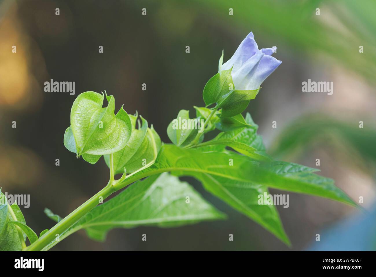 Shoo-fly plant, Apple-of-peru (Nicandra physalodes, Nicandra ...