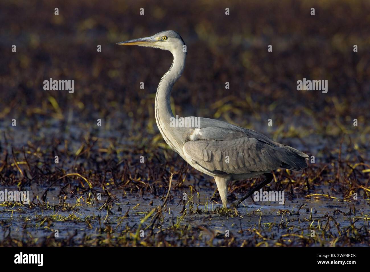 grey heron (Ardea cinerea), juvenile heron standing in shallow water ...