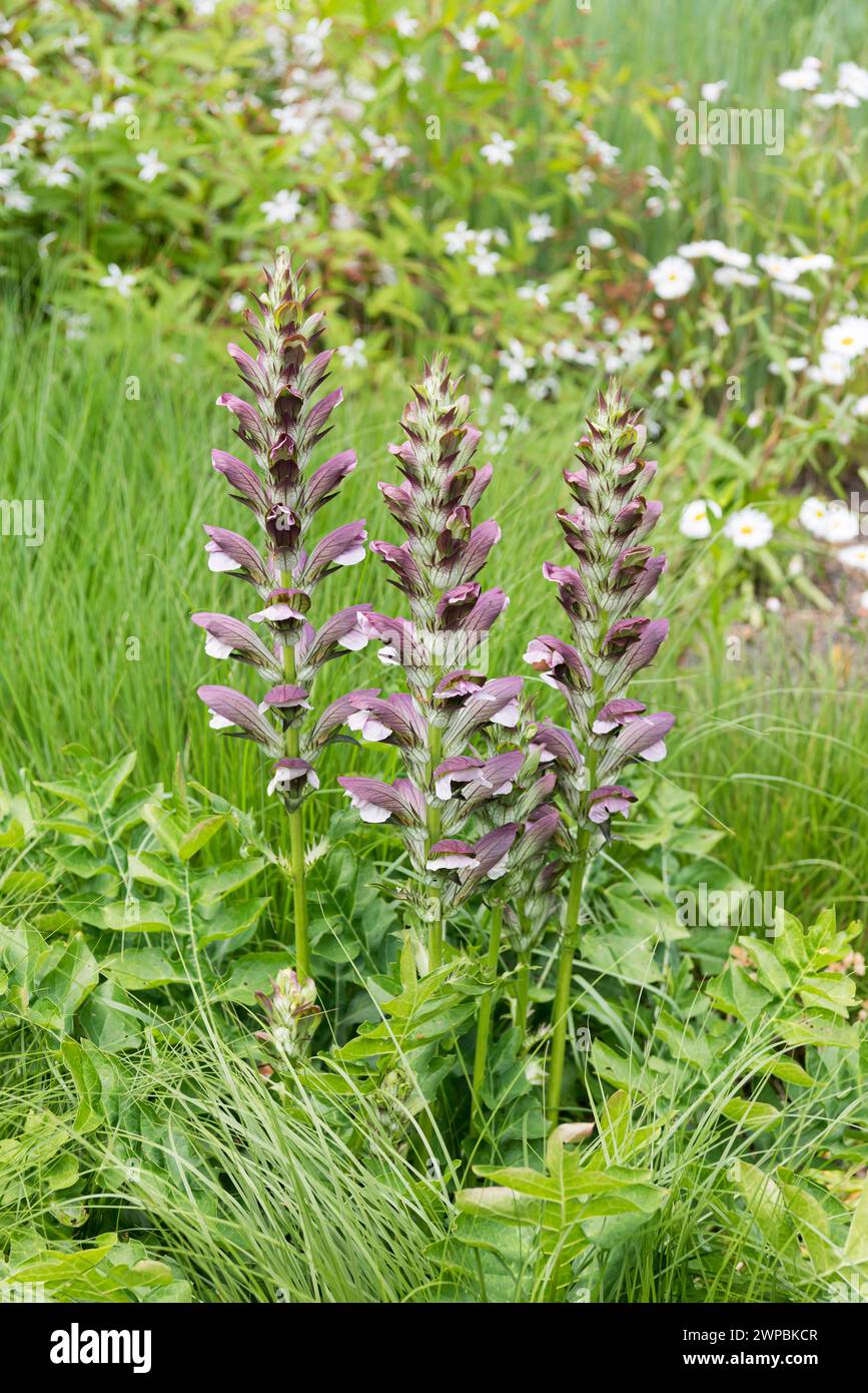 bear's breech, bear's breeches, sea dock, bear's foot plant, sea holly ...