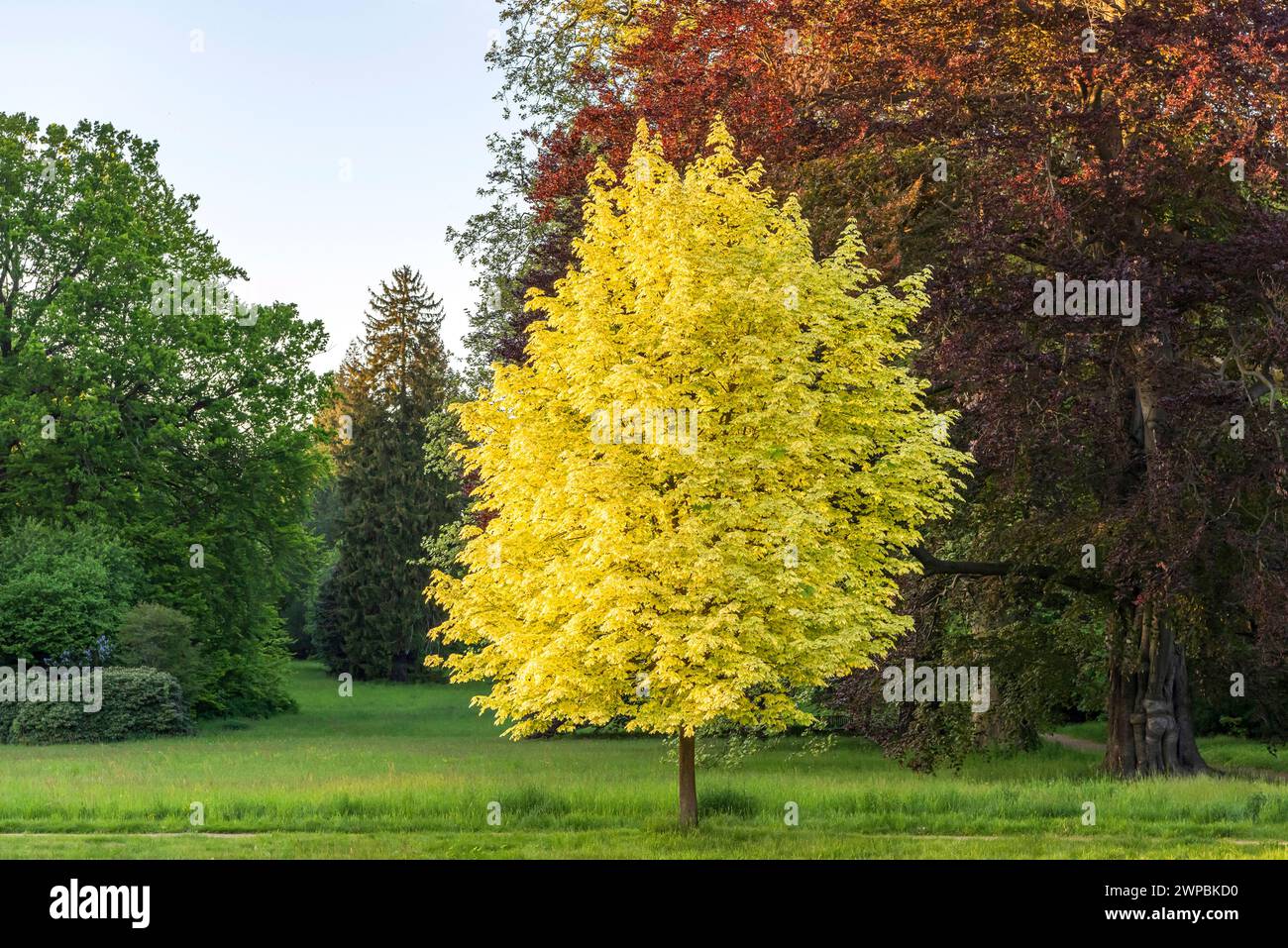 Norway maple (Acer platanoides 'Drummondii', Acer platanoides ...