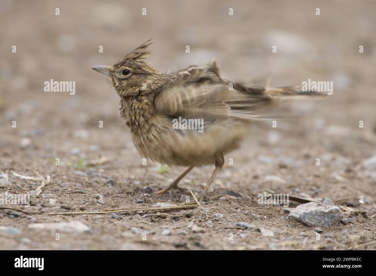 thekla lark, Thekla lark, Thekla's lark (Galerida theklae), perches on ...