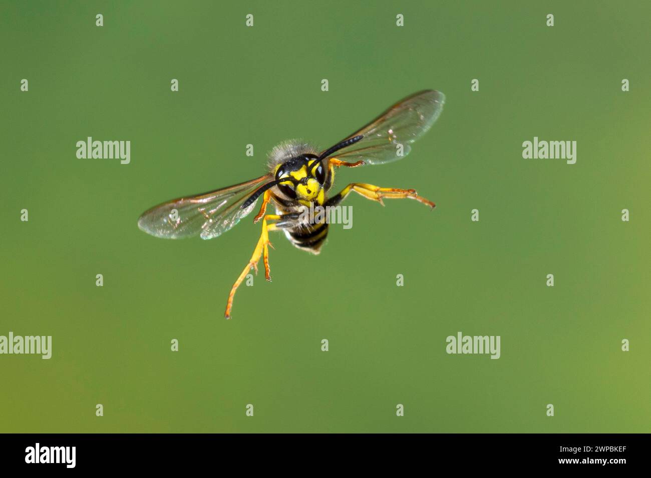German wasp (Vespula germanica, Vespa germanica, Paravespula germanica ...