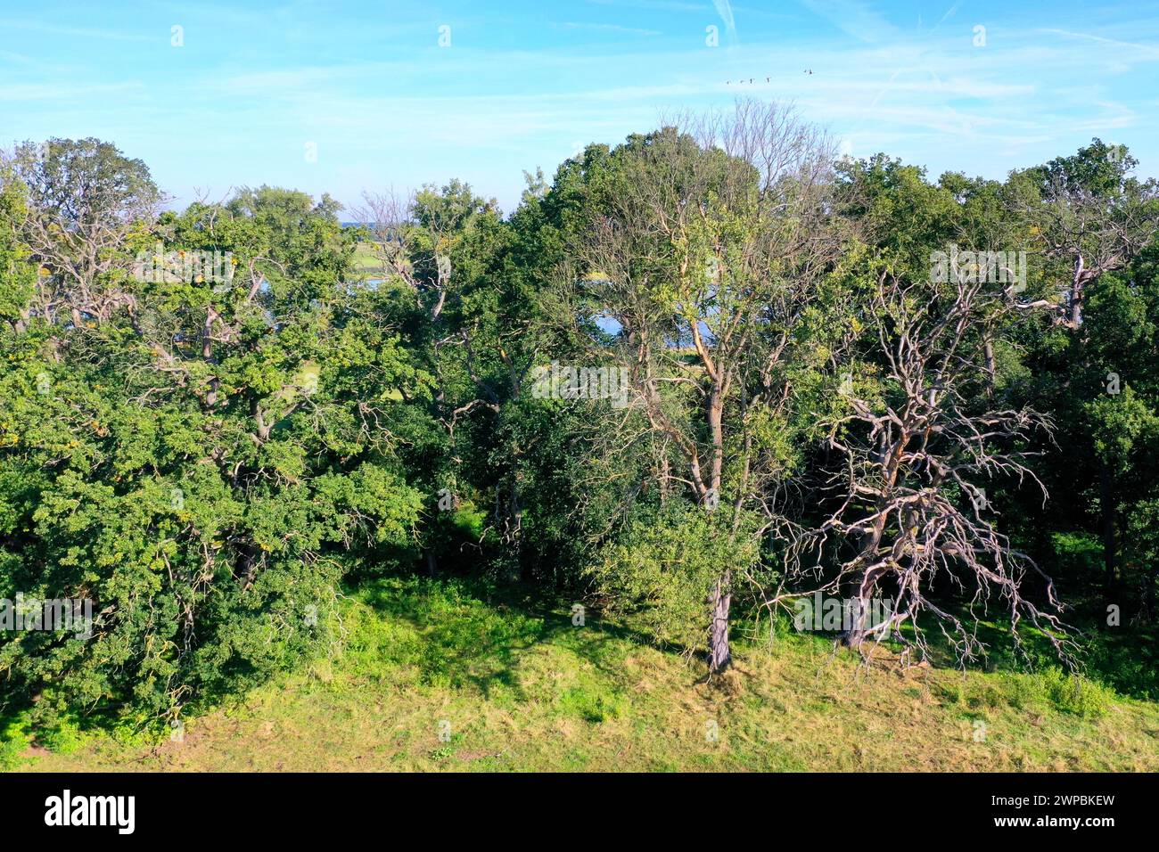 oak processionary moth (Thaumetopoea processionea), Oak damage, massive ...