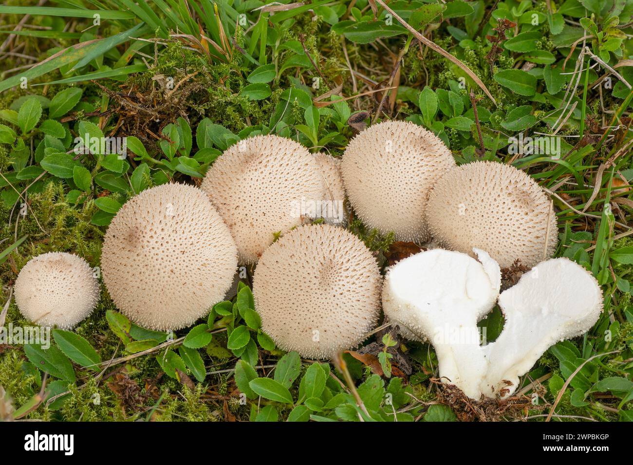 Common puffball, Warted puffball, Gem-studded puffball, Devil's snuff-box (Lycoperdon perlatum ...