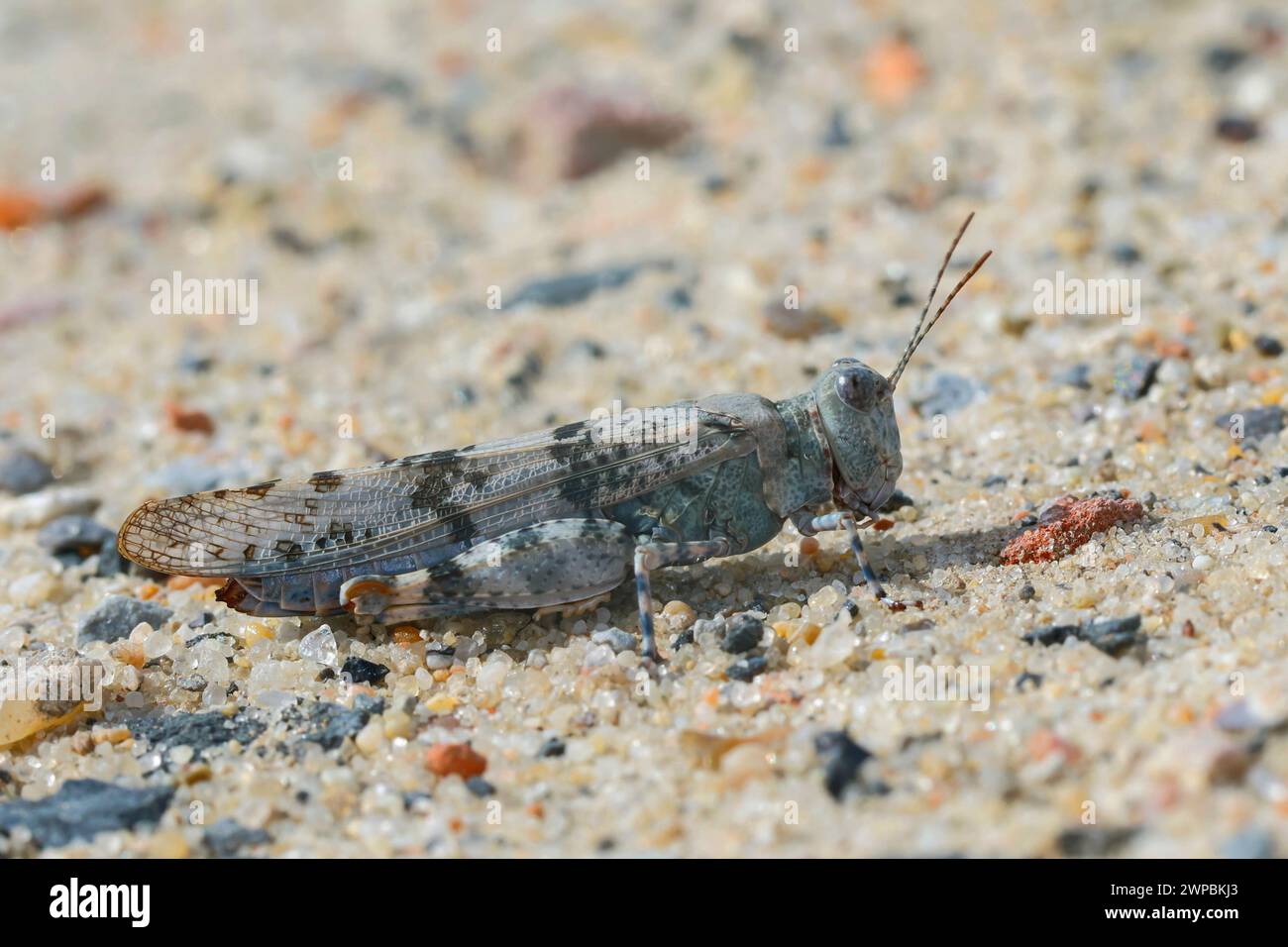 Oedipodidae hi-res stock photography and images - Alamy