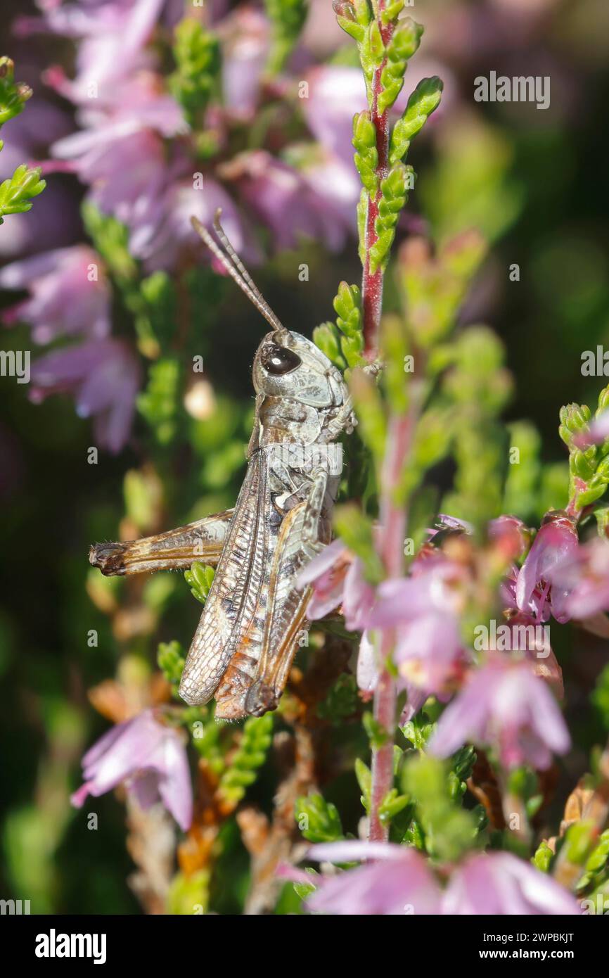 mottled grasshopper (Myrmeleotettix maculatus, Gomphocerus maculatus ...