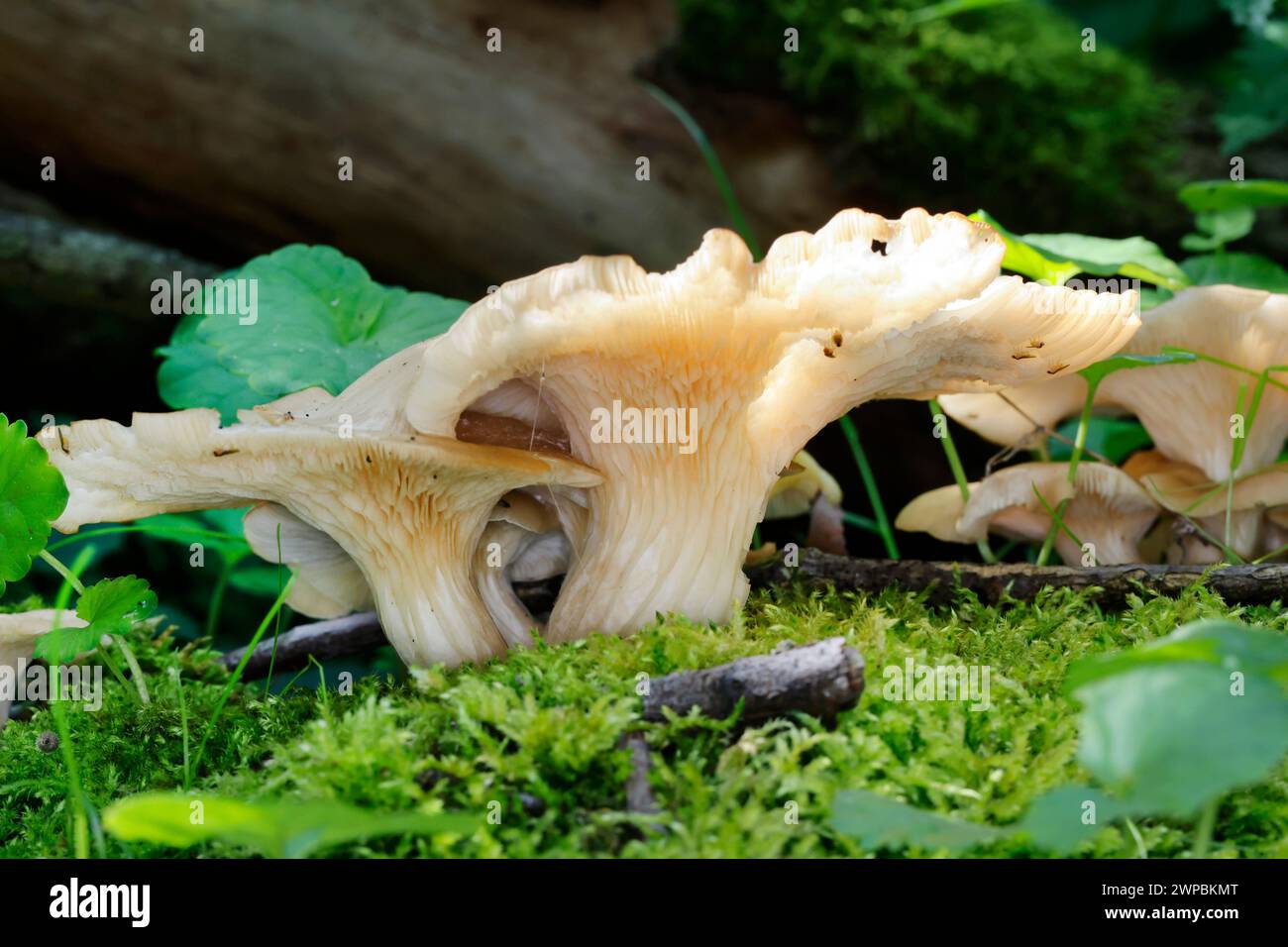 Branching Oyster (Pleurotus cornucopiae), grows on the trunk of a ...