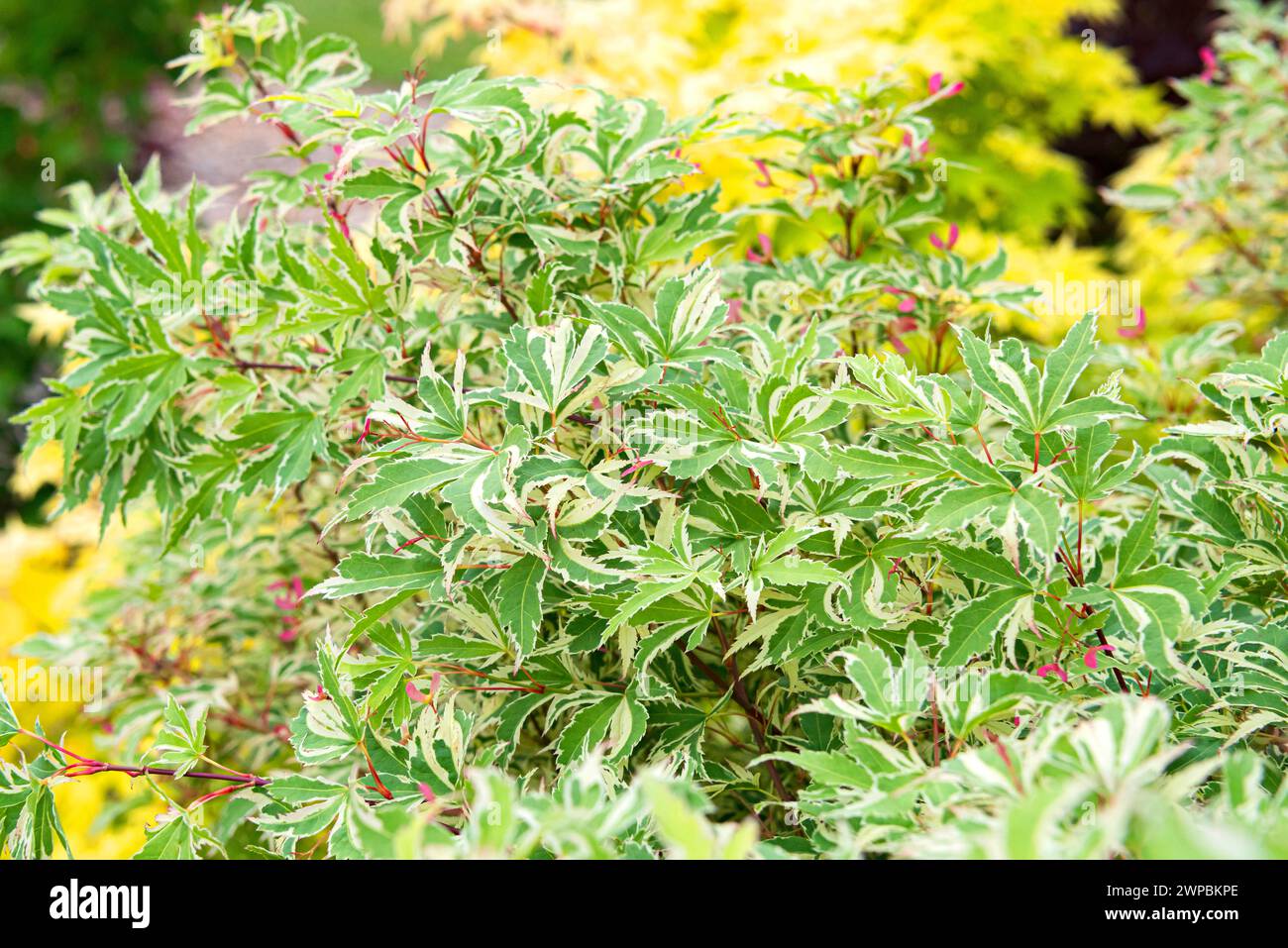 Japanese maple (Acer palmatum 'Butterfly', Acer palmatum Butterfly ...
