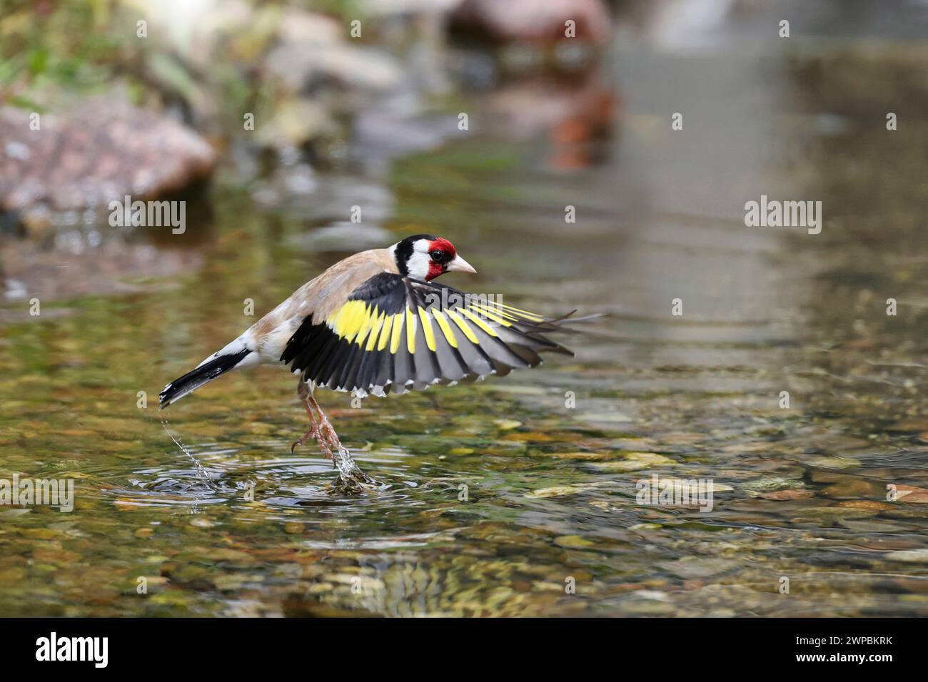 Sommer stieglitz hi-res stock photography and images - Alamy