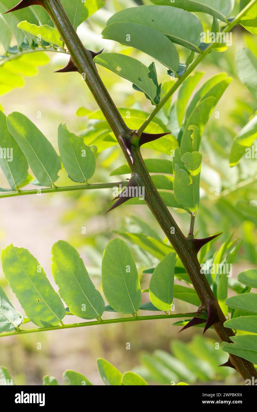 black locust, common locust, robinia (Robinia pseudo-acacia, Robinia ...