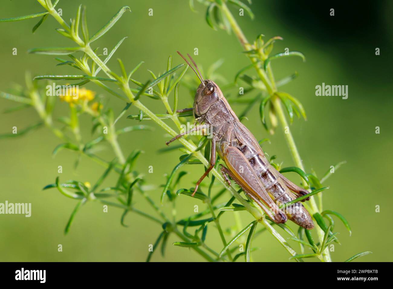 common meadow grasshopper (Chorthippus parallelus, Pseudochorthippus ...