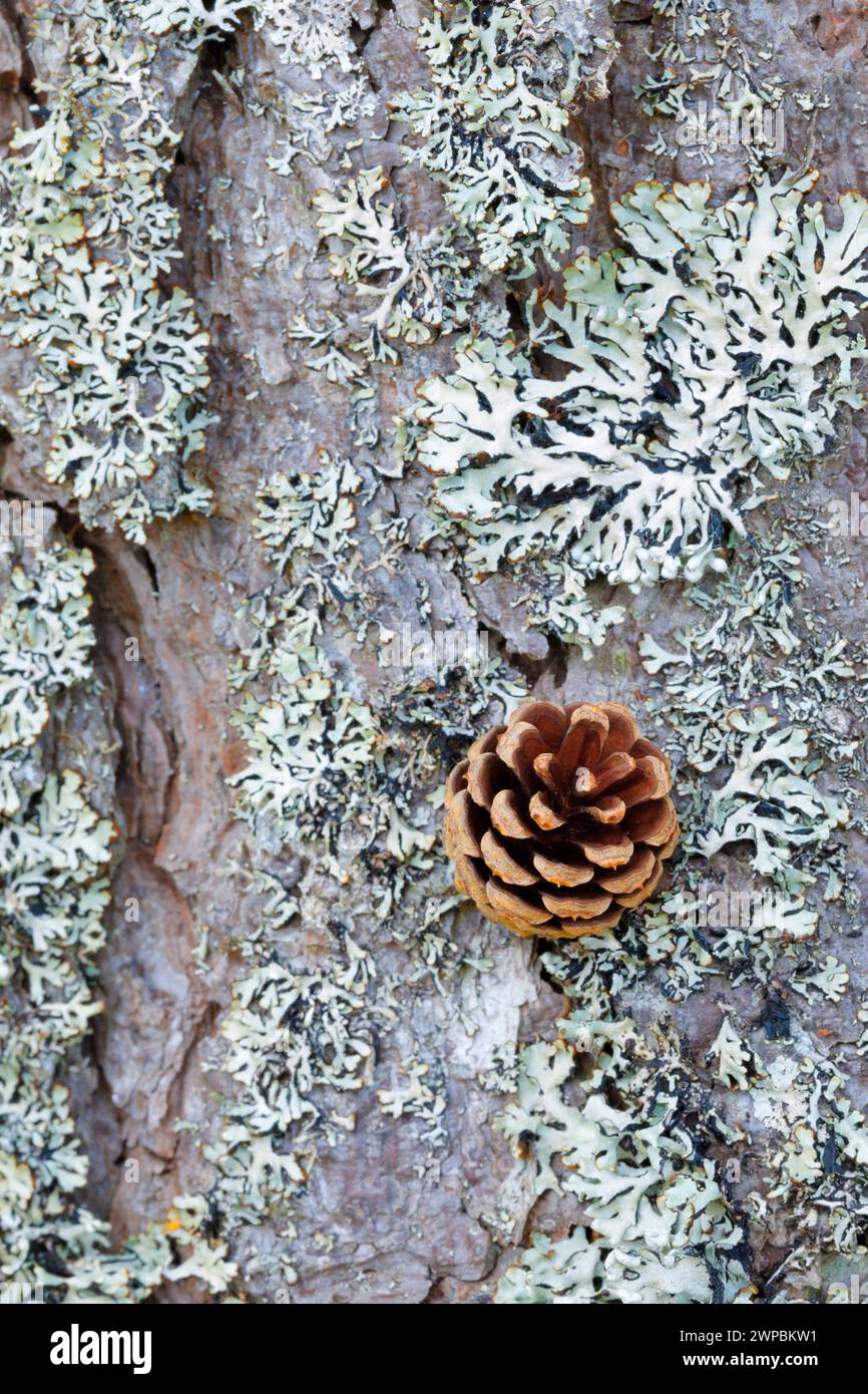 Scotch pine, Scots pine (Pinus sylvestris var. scotica), Pine cones on ...