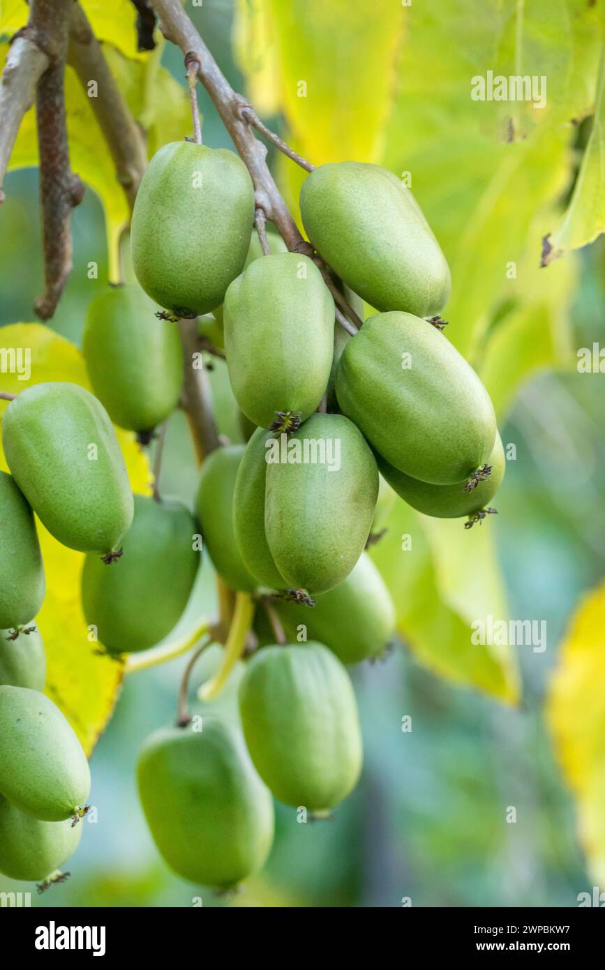 Tara Vine, Bower Actinidia, Mini Kiwi (Actinidia arguta 'Chang Bay ...