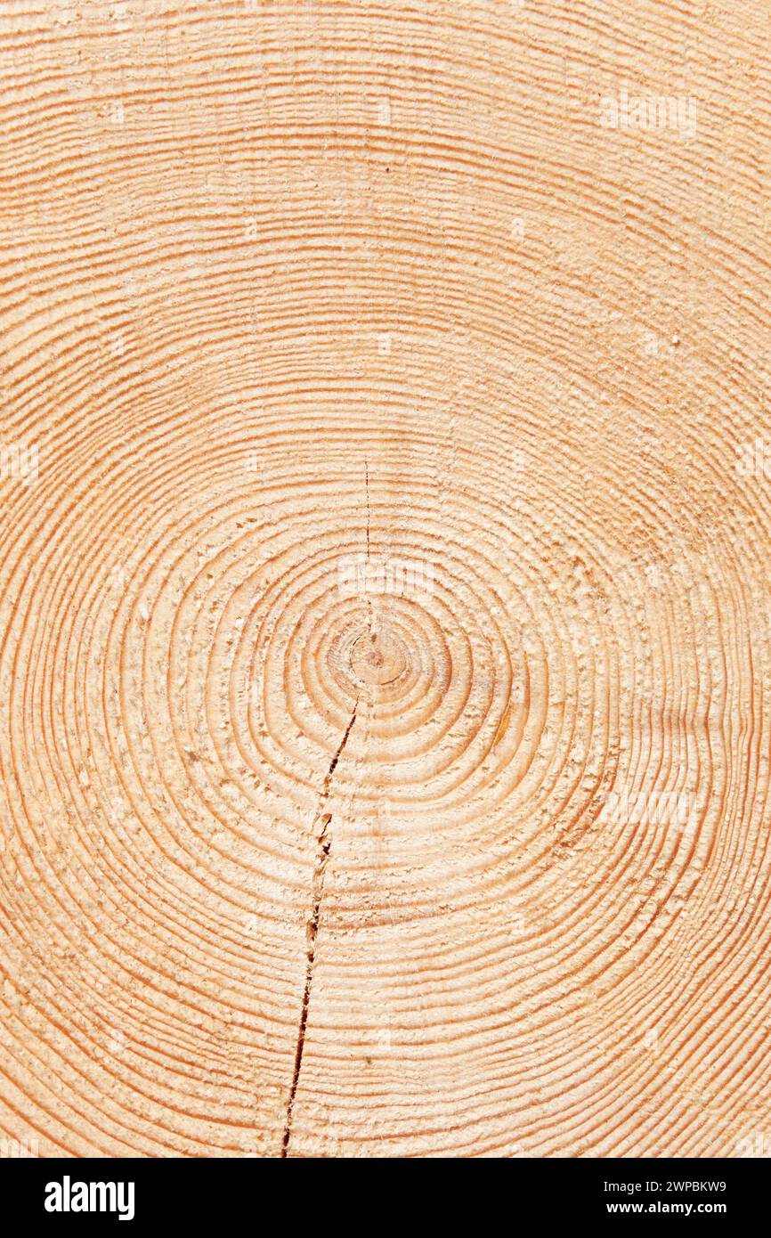 Norway spruce (Picea abies), freshly felled tree trunk of a large ...