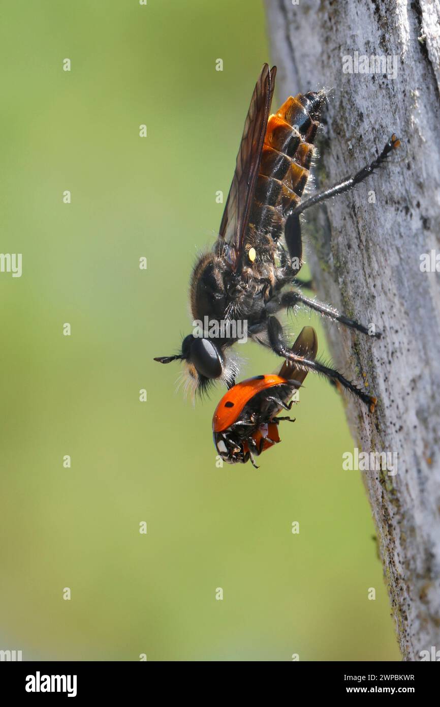 robberfly (Choerades ignea), female with captured ladybug, Germany ...
