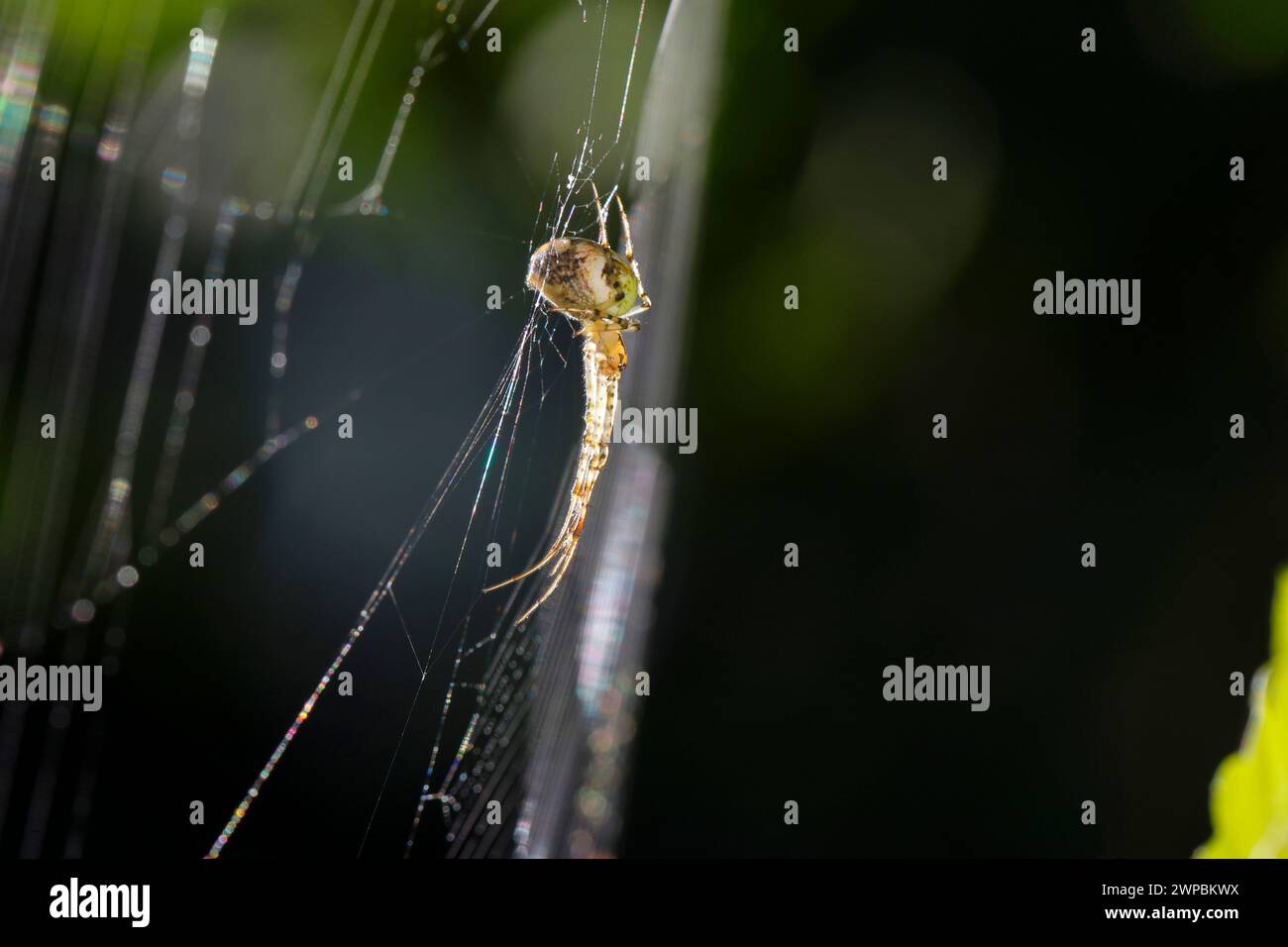 Meta spec hi-res stock photography and images - Alamy