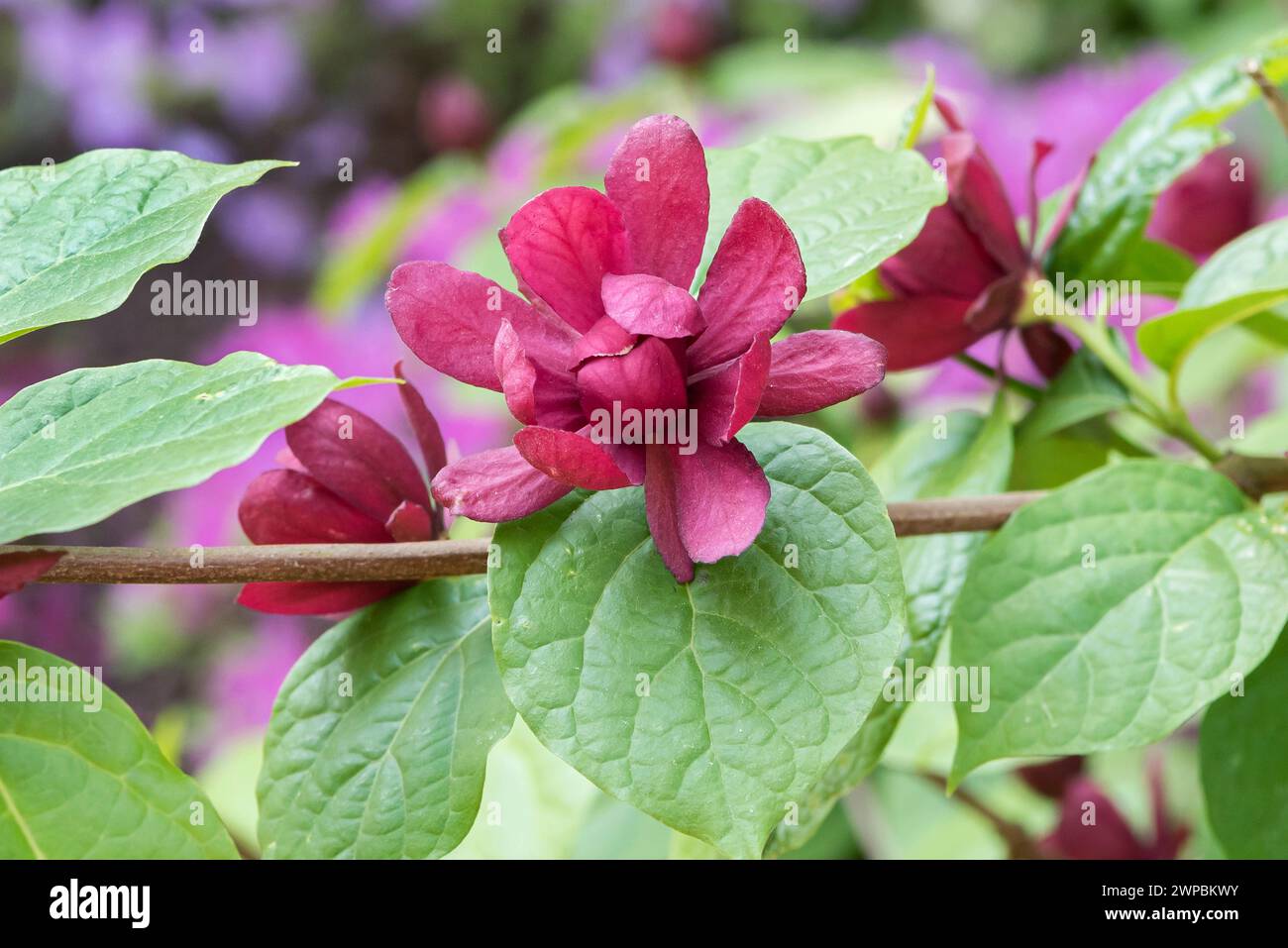 Hartlage Wine Sweetbush (Sinocalycalycanthus raulstonii 'Hartlage Wine ...
