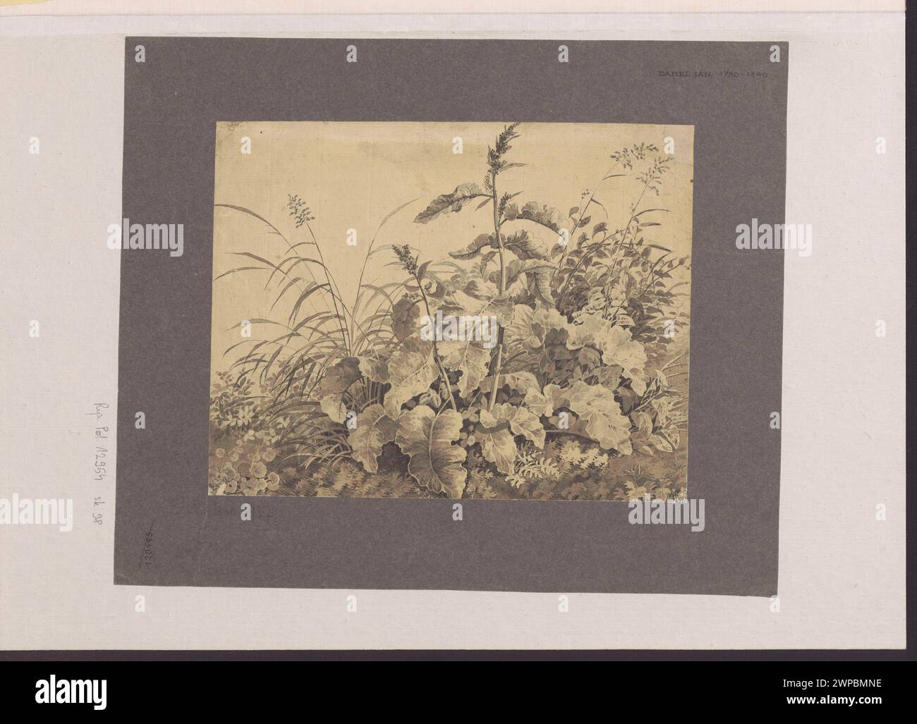 Botanical study of meadow plants created by Jan Krzysztof Damel after ...