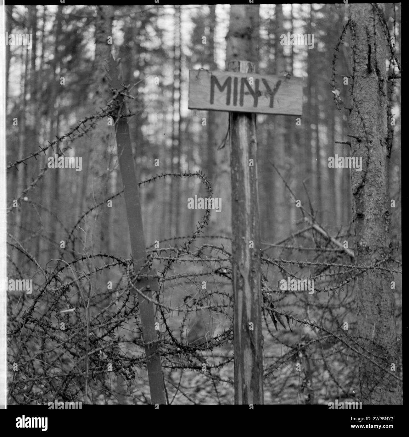Forest area at Wilcze Szańć, Hitler's former headquarters, showing ...