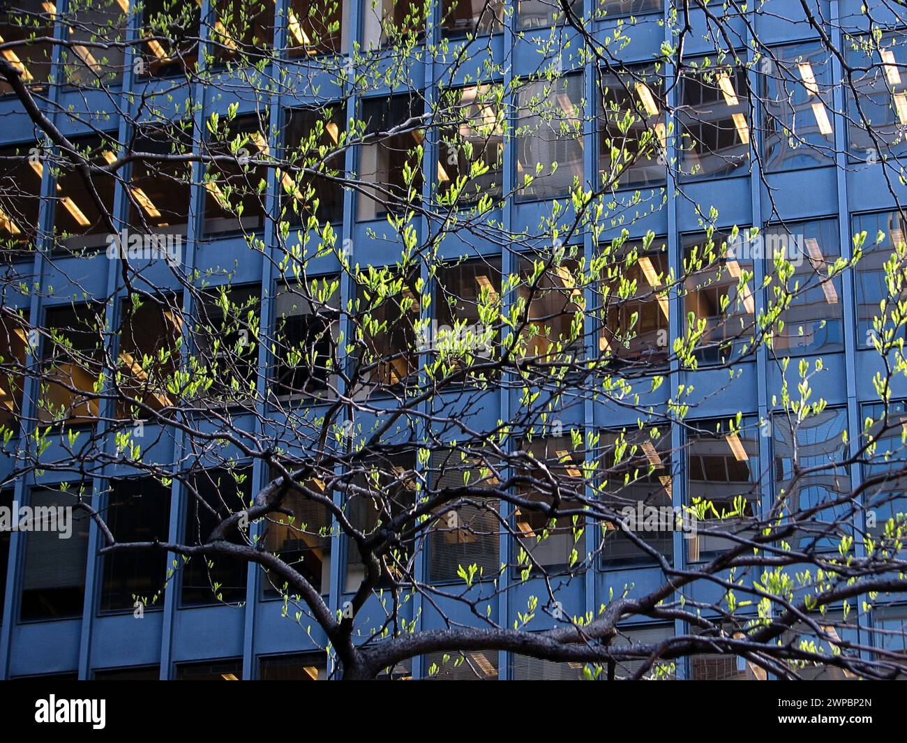 New leaves came out in springtime with the glass window building in the ...