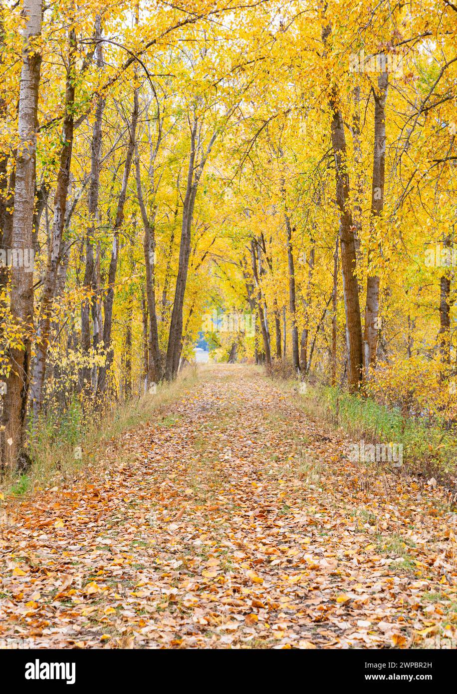 Hiking in the Fall Season in Northern Idaho Stock Photo - Alamy