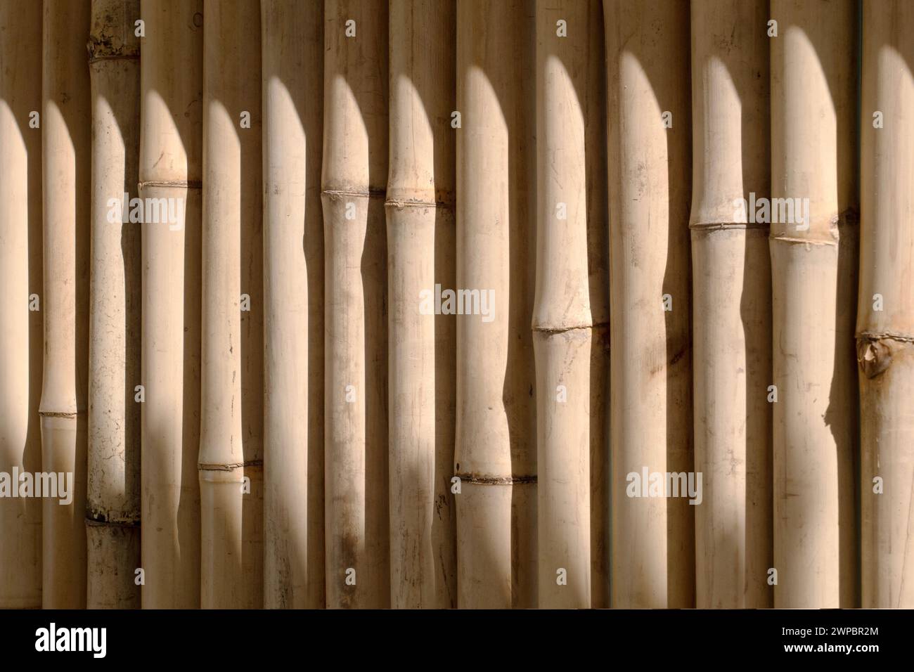 bamboo fence or wall texture background for interior or exterior design ...