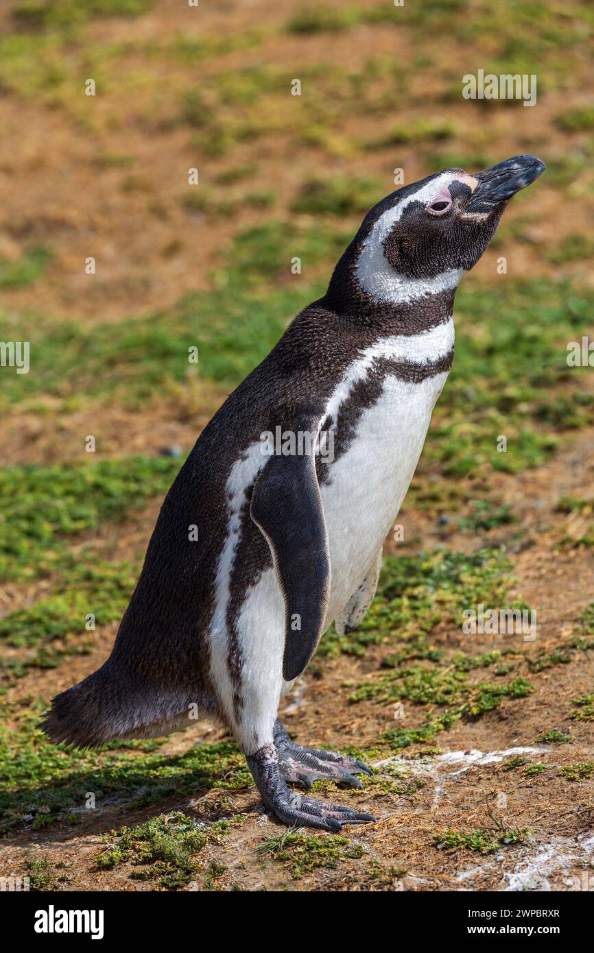 Magellanic Penguin, Magdalena Island Penguin Natural Monument, Magellan ...