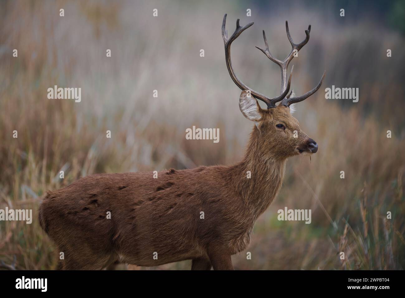 Baraingha deer, Kanha National Park, India Stock Photo - Alamy