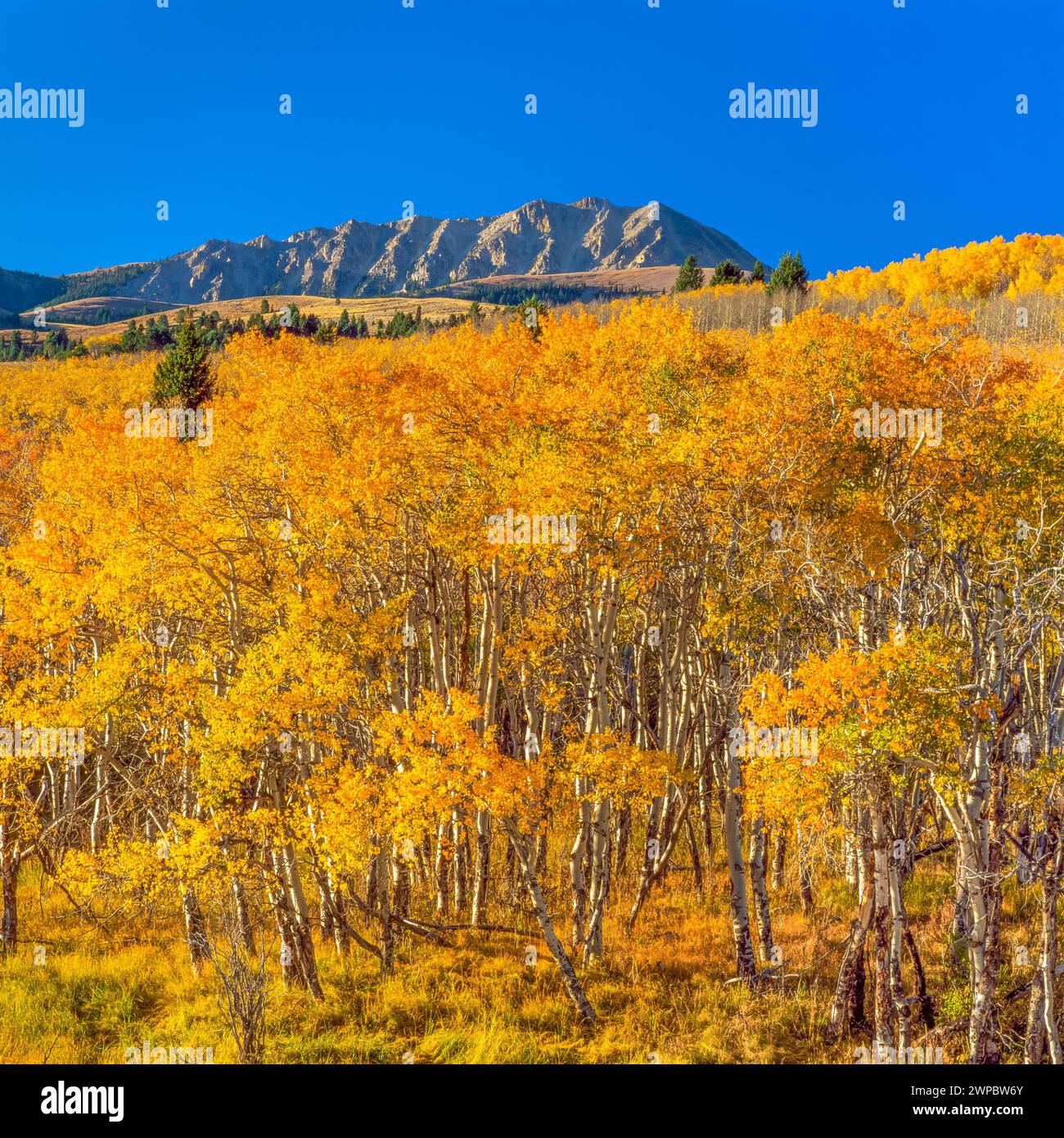 autumn aspen below sawtooth mountain in the snowcrest range south of ...