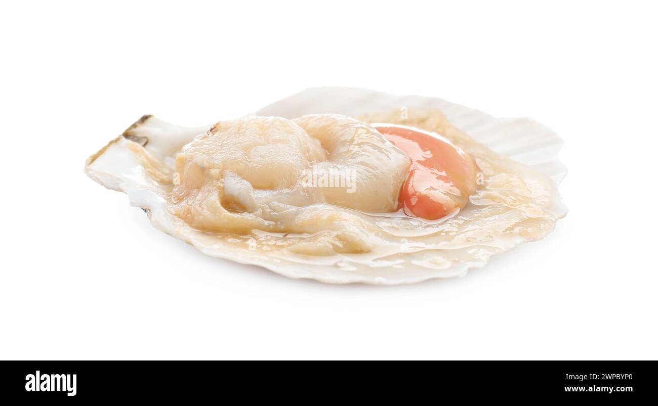 Fresh raw scallop in shell isolated on white Stock Photo - Alamy