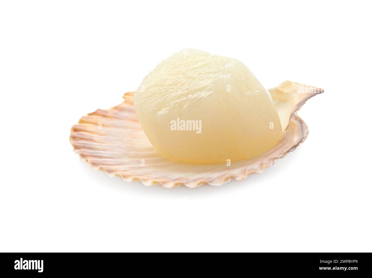 Fresh raw scallop in shell isolated on white Stock Photo - Alamy