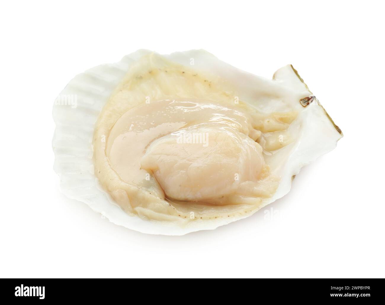 Fresh raw scallop in shell isolated on white Stock Photo - Alamy