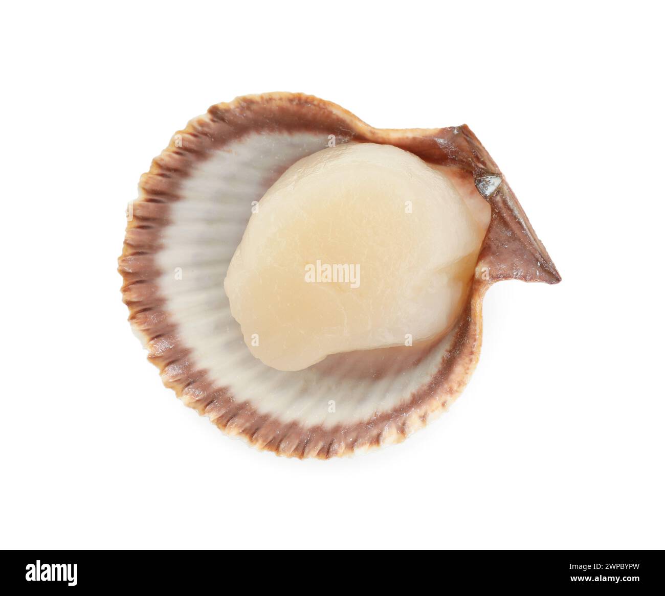 Fresh raw scallop in shell isolated on white, top view Stock Photo - Alamy