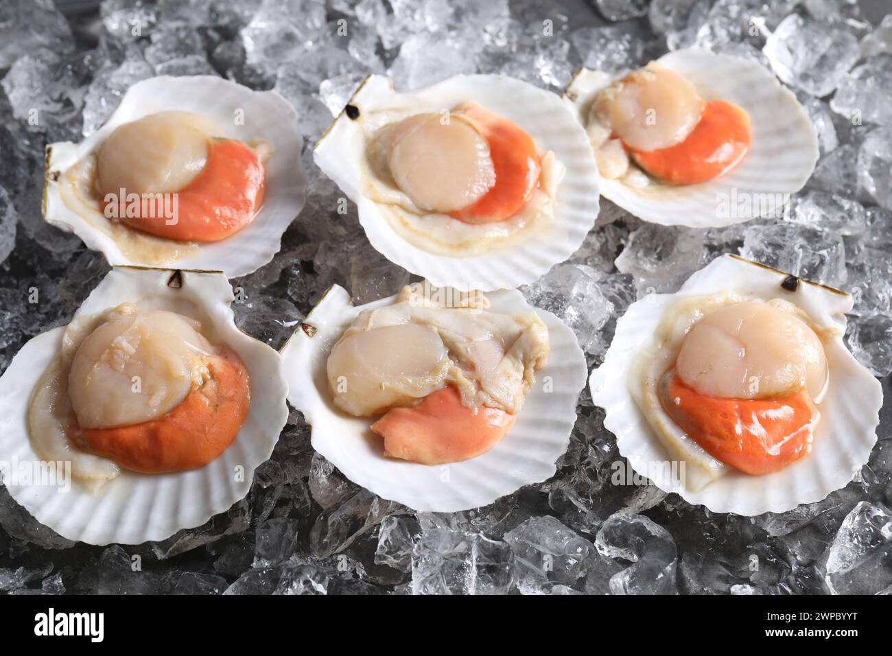 Fresh raw scallops with shells on ice cubes Stock Photo - Alamy
