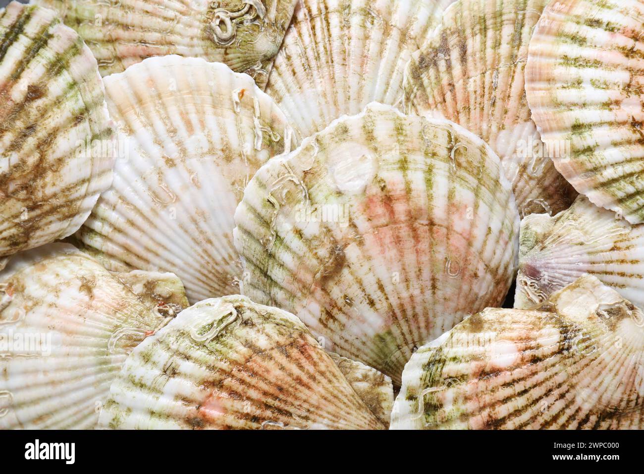Fresh raw scallops in shells as background, top view Stock Photo - Alamy
