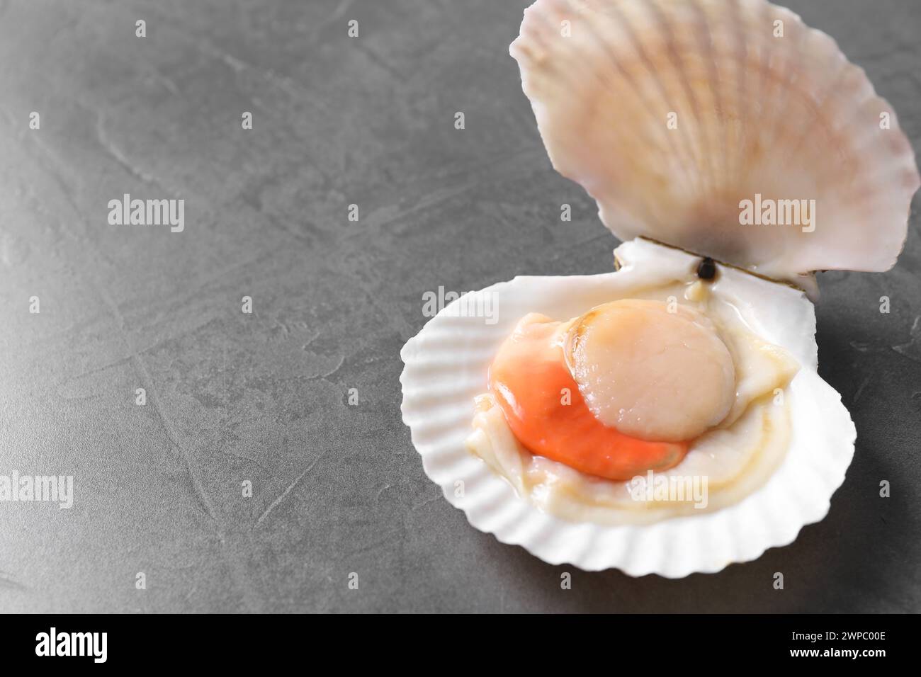 Fresh raw scallop with shell on grey table, closeup. Space for text ...