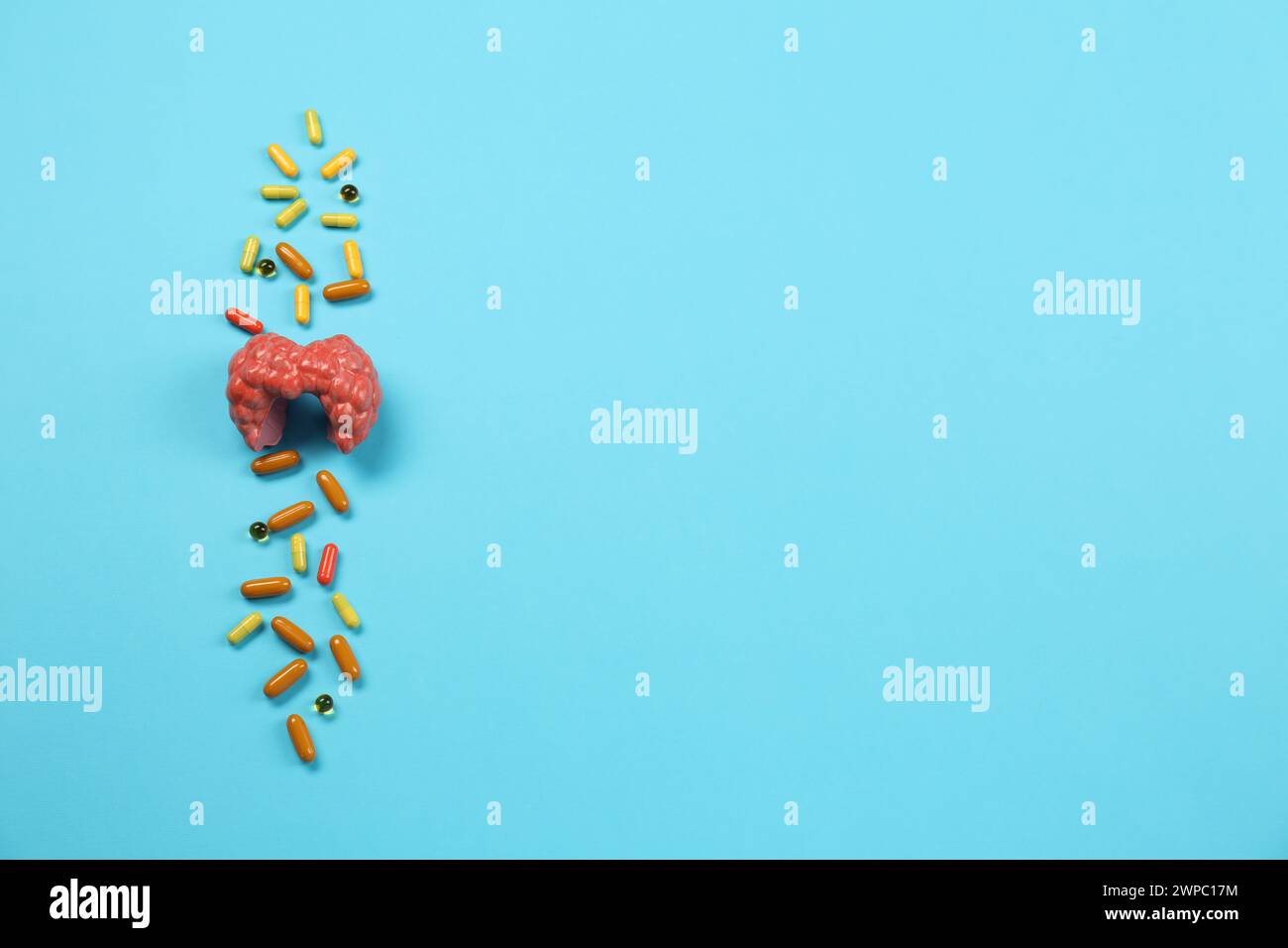 Endocrinology. Capsules and model of thyroid gland on light blue ...