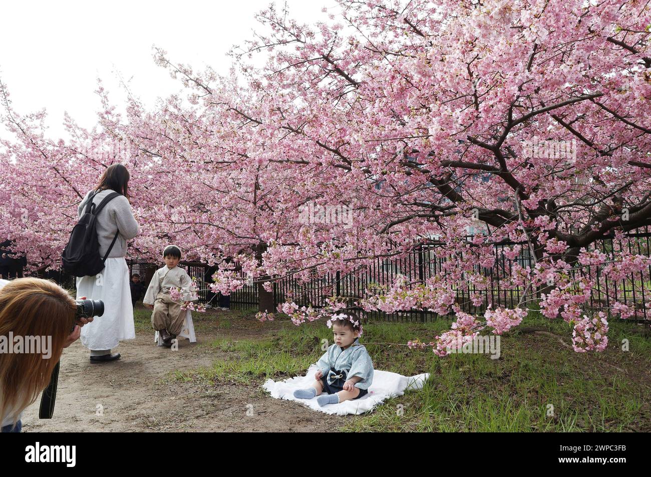 Flowers of Kawazu cherry (Prunus lannesiana / Kawazu-zakura cherry) are ...