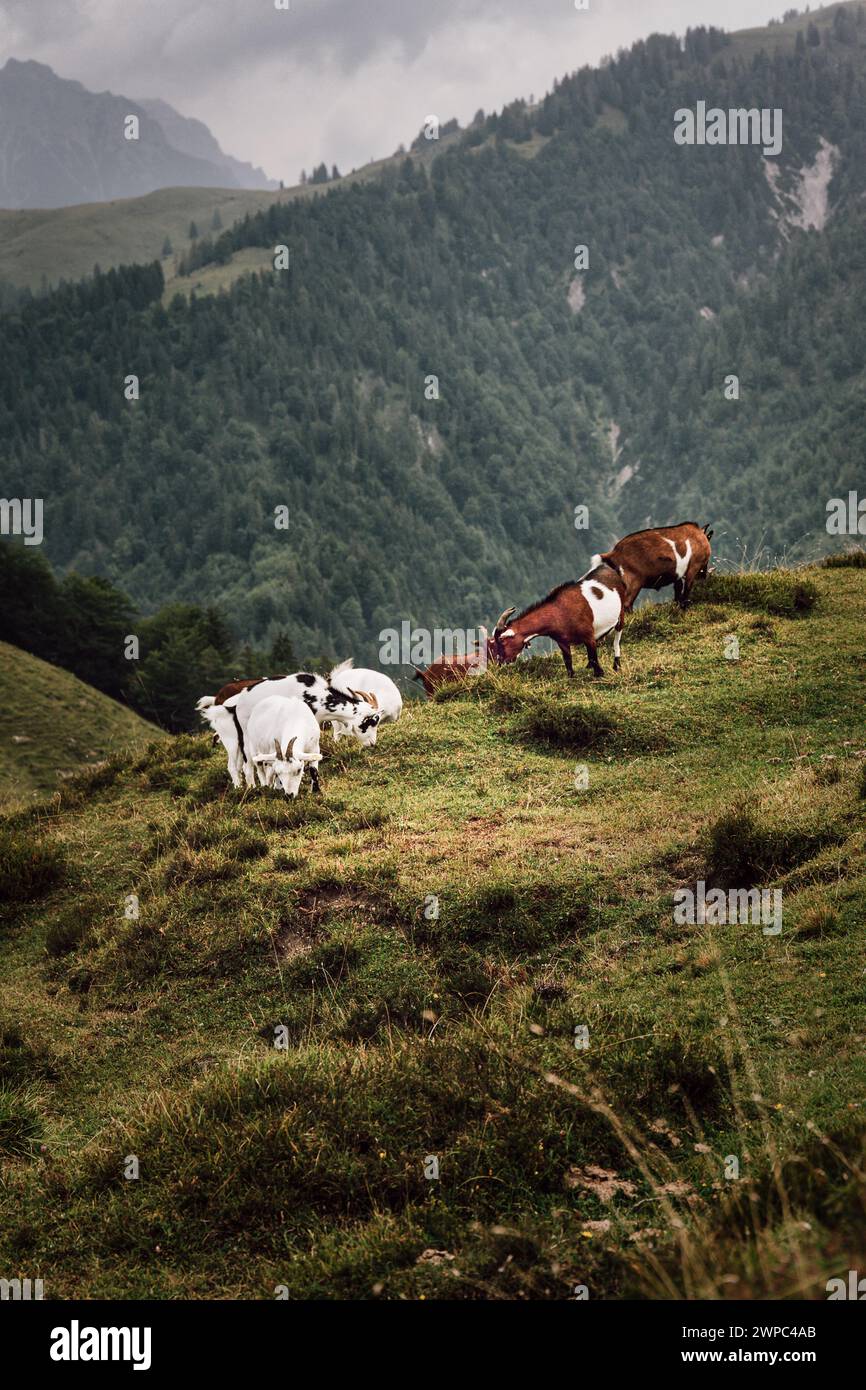 Hiking through the Tyrolean Alps in Austria Stock Photo - Alamy