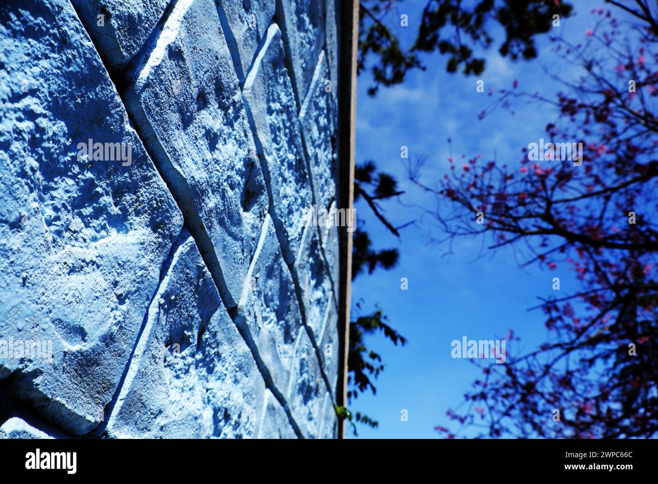 Beautiful bottom view from rock wall up to sky, branch of sakura flower ...