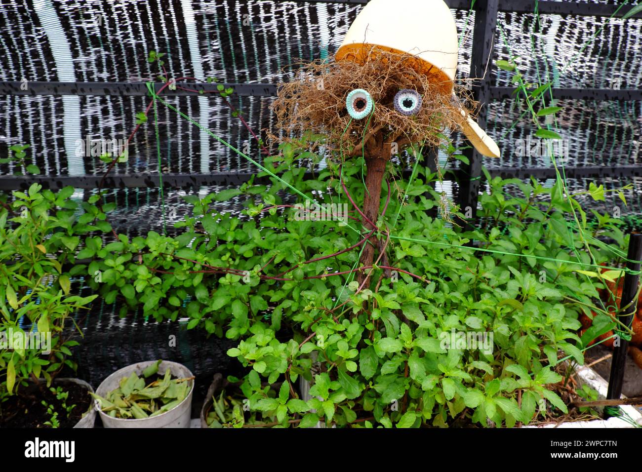 Funny scene at rooftop garden with bogey from nature, hair from roots ...