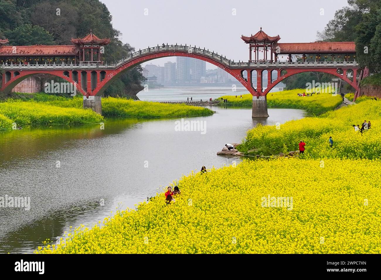 **CHINESE MAINLAND, HONG KONG, MACAU AND TAIWAN OUT** Blooming cole ...