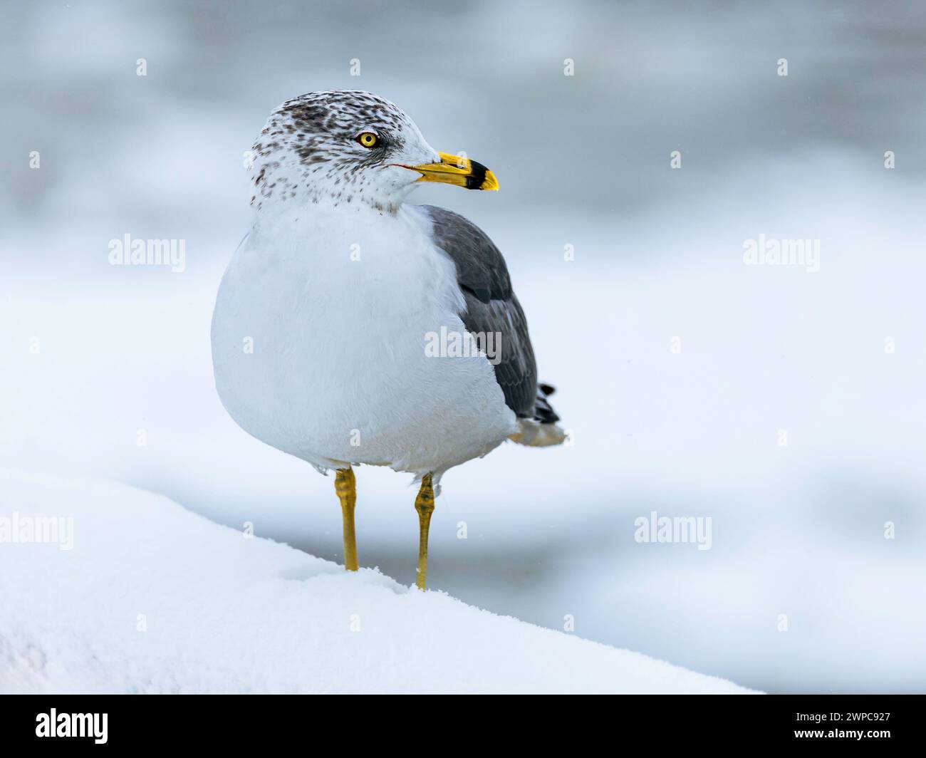 The ring-billed gull (Larus delawarensis) standing on the railing ...