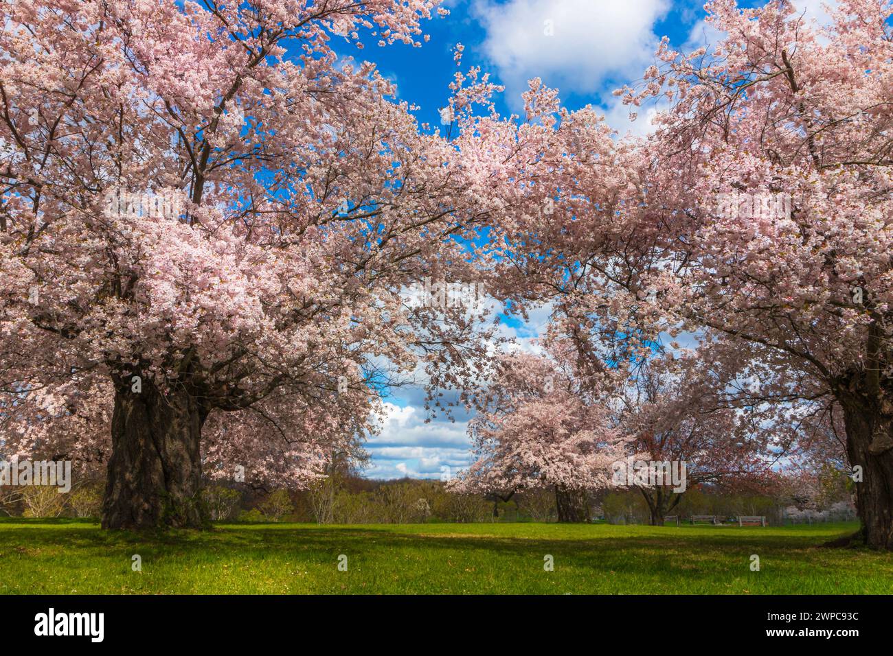 pink cherry trees blooming in the spring time Stock Photo - Alamy
