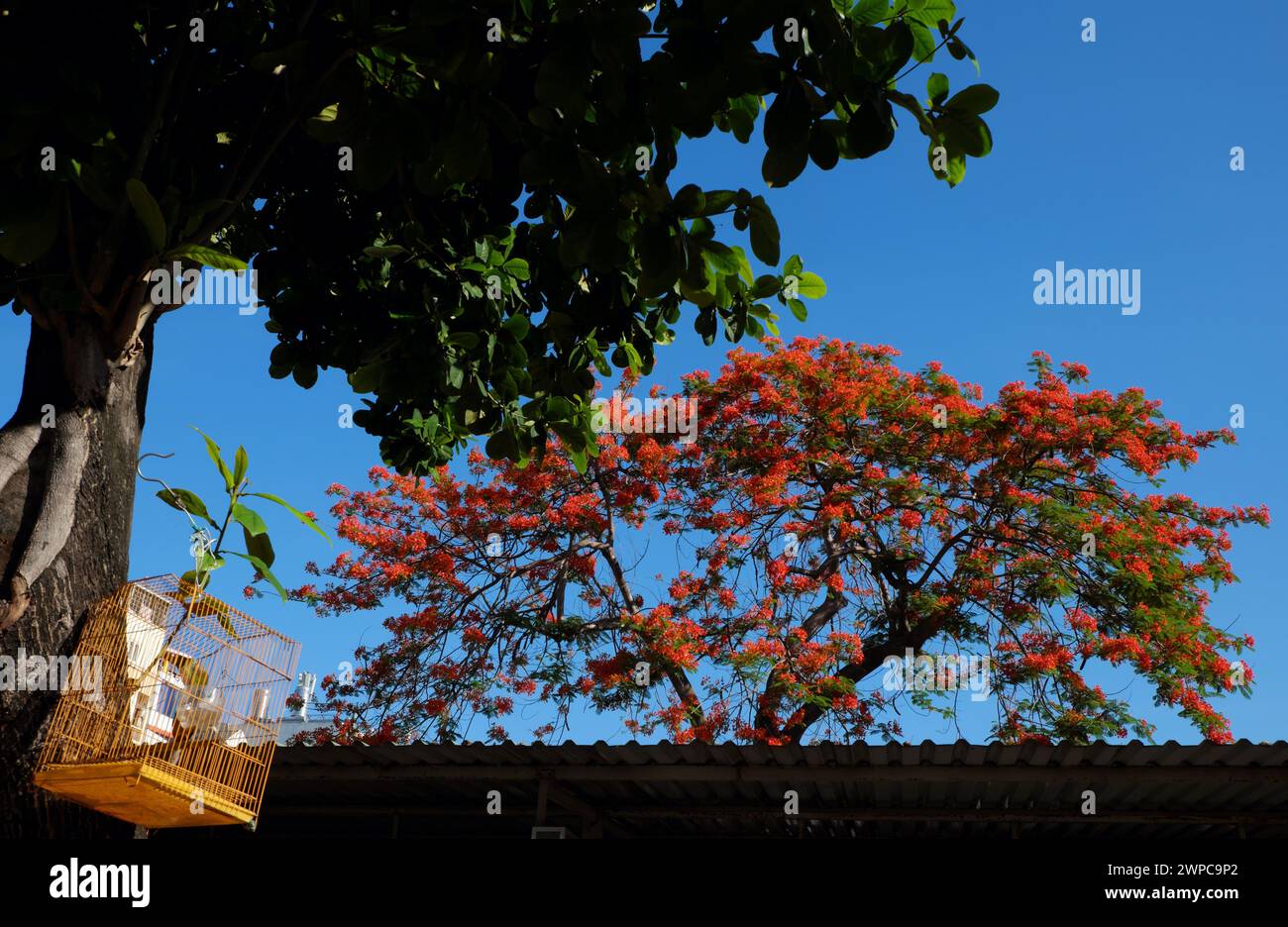 Amazing scene morning with bird cage hang on Terminalia Catappa tree ...